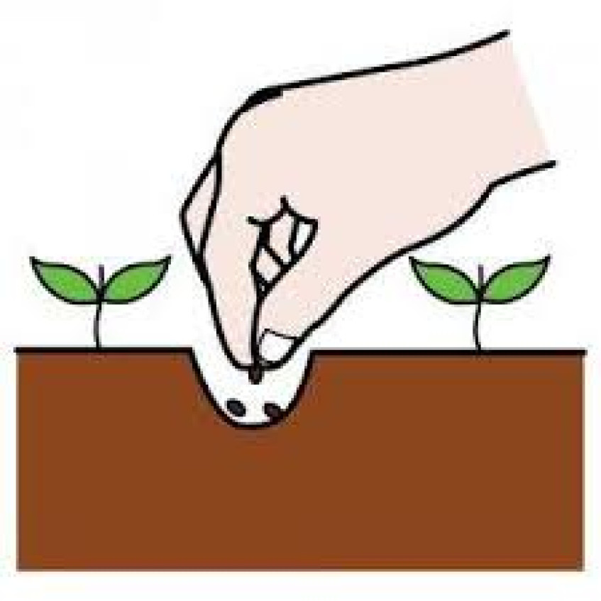 Taller plantamos semillas de haba - Pictoeduca