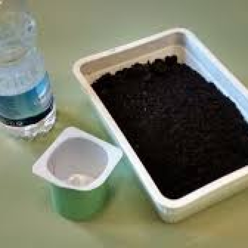 Taller plantamos semillas de haba - Pictoeduca