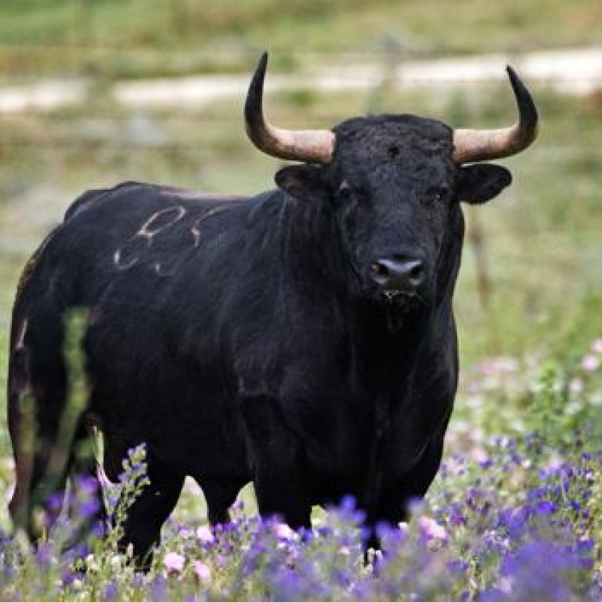 LOS ANIMALES DOMÉSTICOS - Pictoeduca