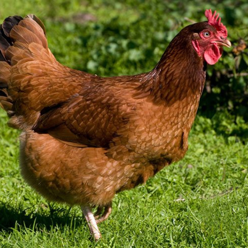 ¿QUE NOS DA LOS ANIMALES? - Pictoeduca