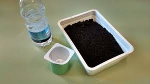 Taller plantamos semillas de haba - Pictoeduca