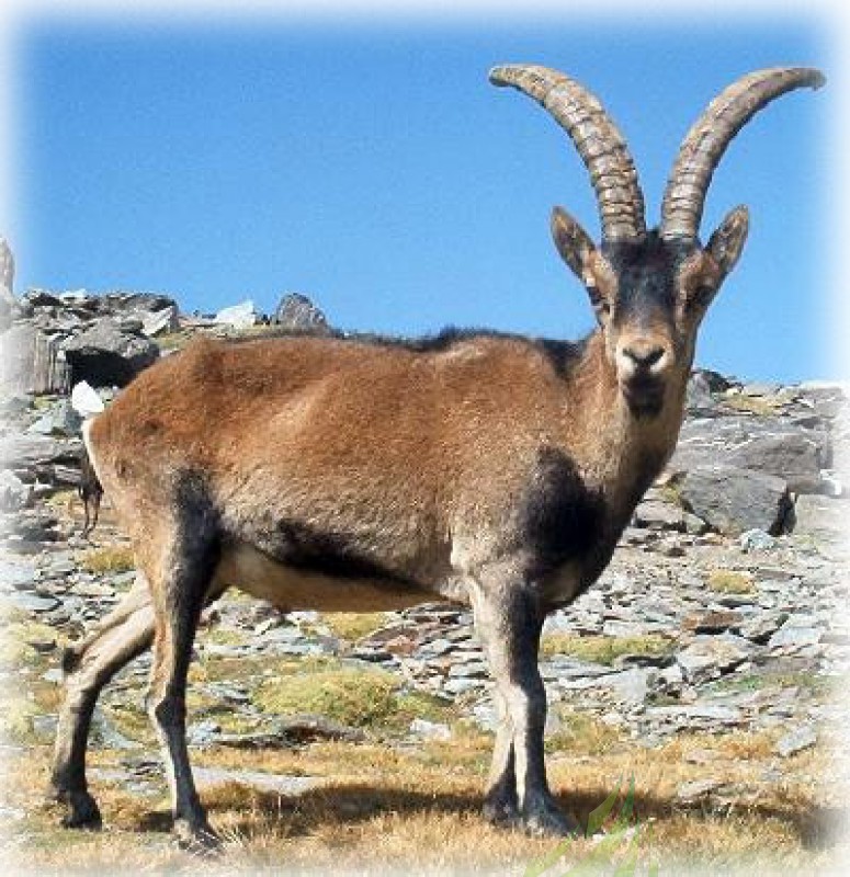 LOS ANIMALES DOMÉSTICOS - Pictoeduca